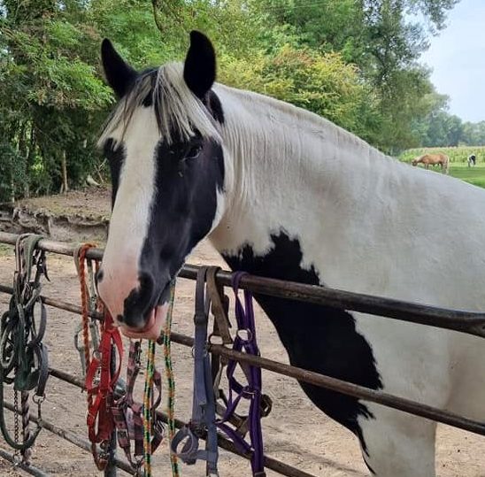 Meet the Horses | Lambourn Riding for the Disabled
